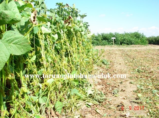 Silajlık Soya Tohumu | Yem Bitkisi Çeşitleri, Fiyatları
