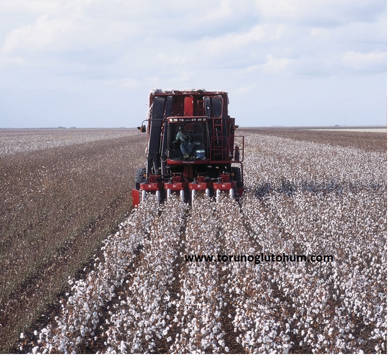 Pamuk Tohumu | Yem Bitkisi Çeşitleri, Fiyatları